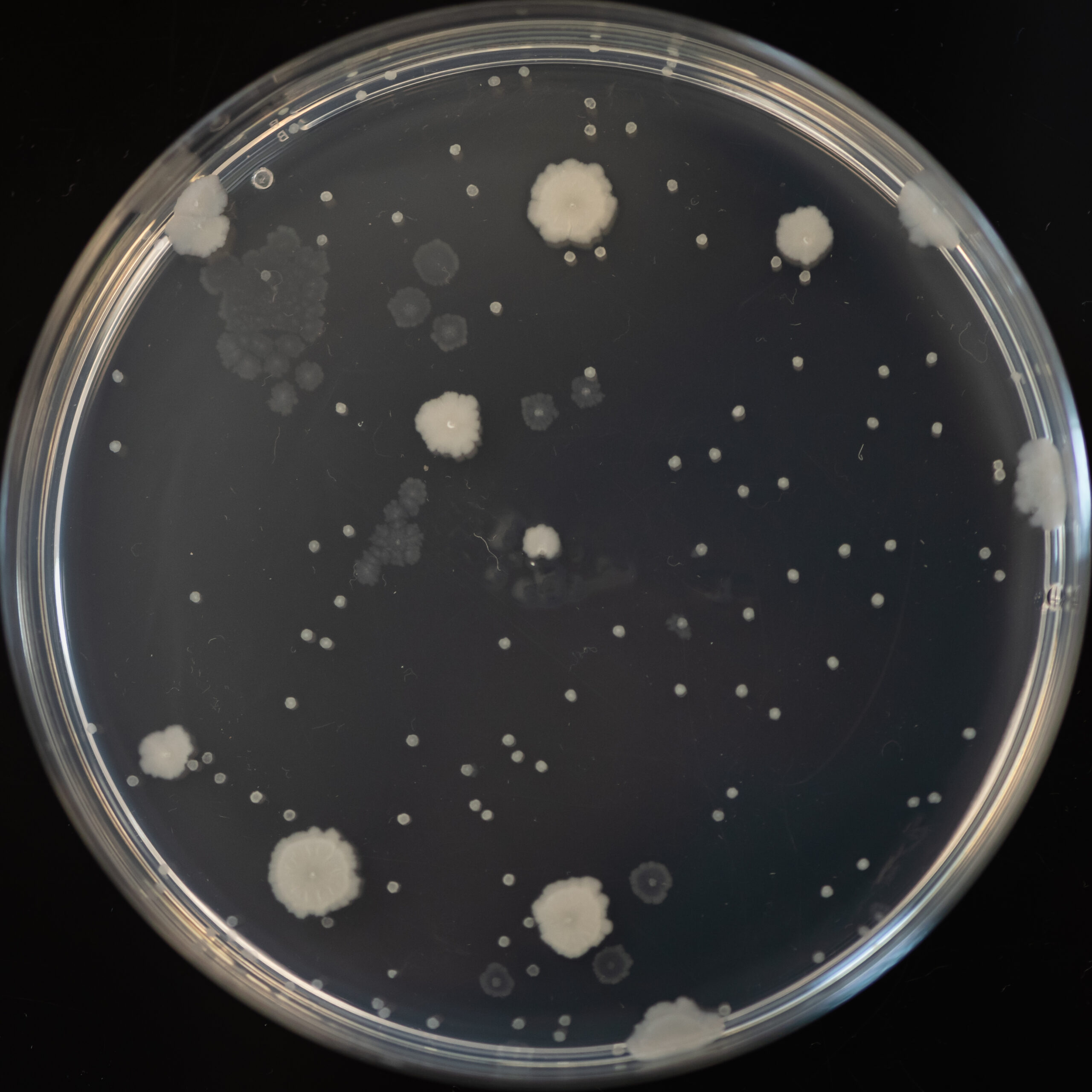 Reference Material for NEN 6807 • BiosistoStandard