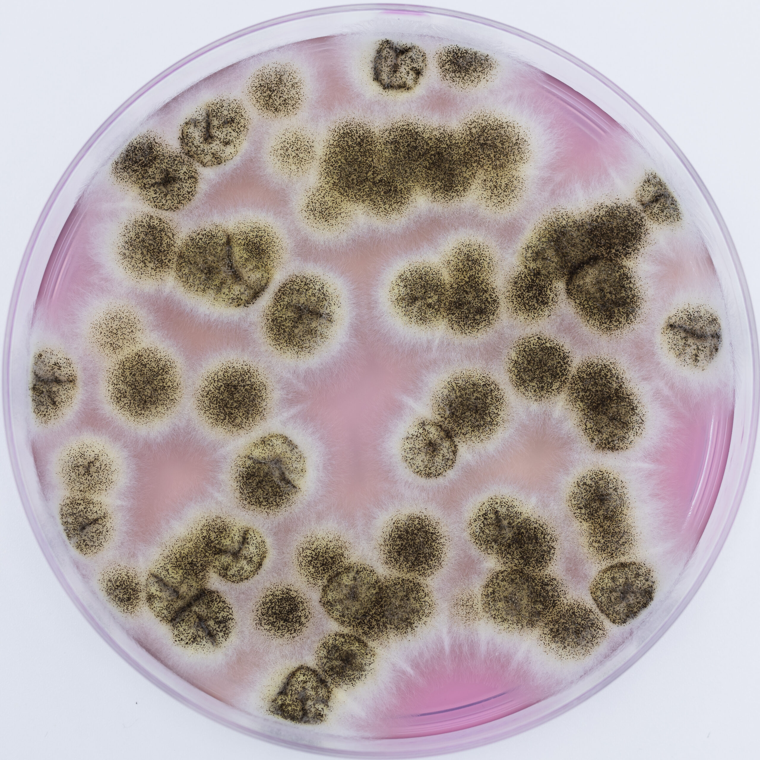 Reference Material for Symphony Agar, alternative method for ISO 21527 ...