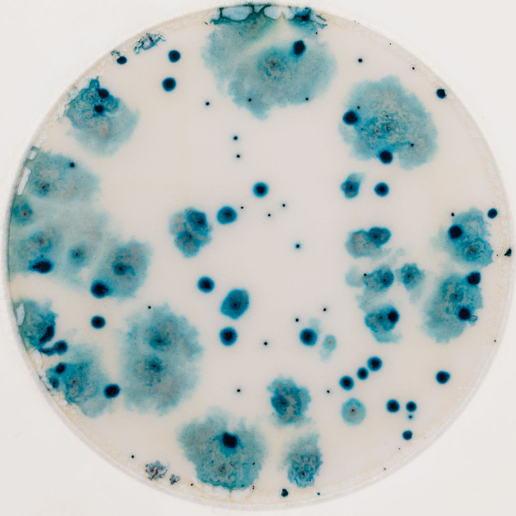 Reference Material for Petrifilm Rapid Aerobic Count Plate (PFRAC ...